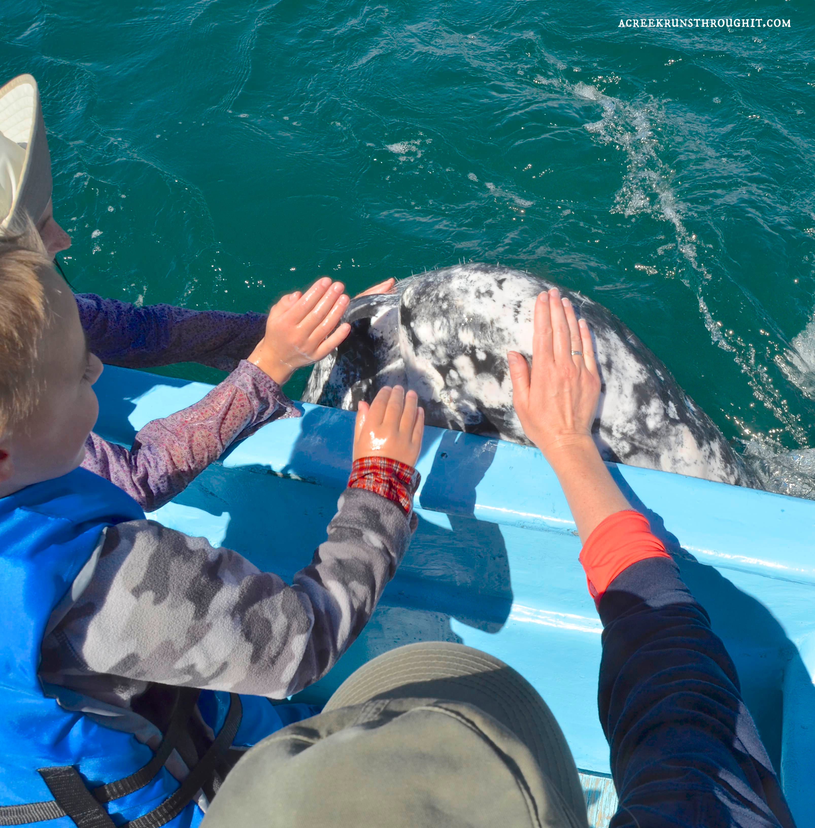 Laguna San Ignacio Whale Migration with Kids - A Creek Runs Through It